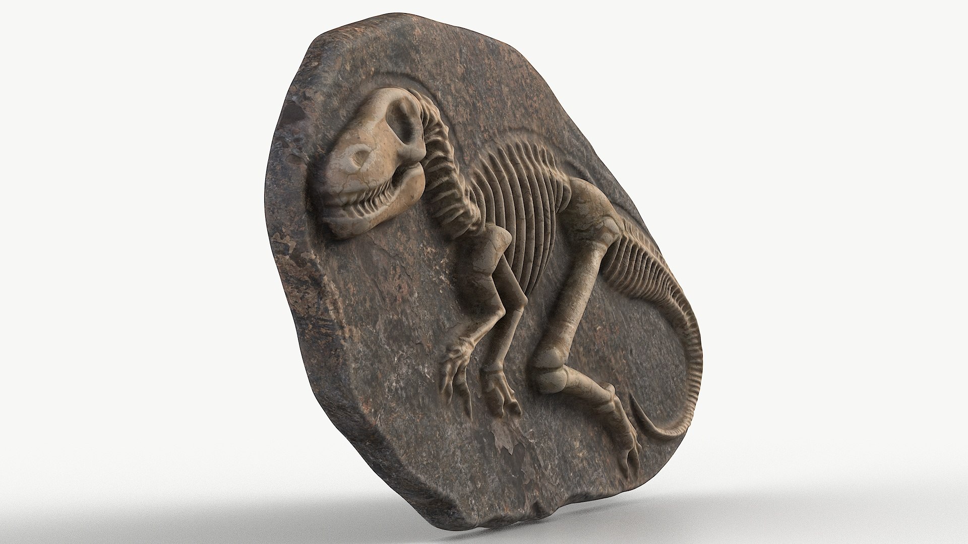 3D Dinosaur Fossil 002 Textured - TurboSquid 2293929
