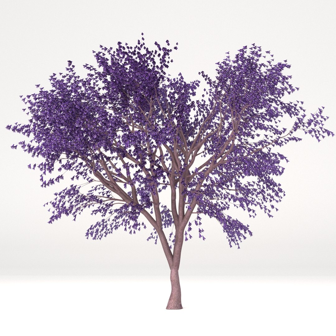 Young mature jacaranda tree 3D model - TurboSquid 1418130