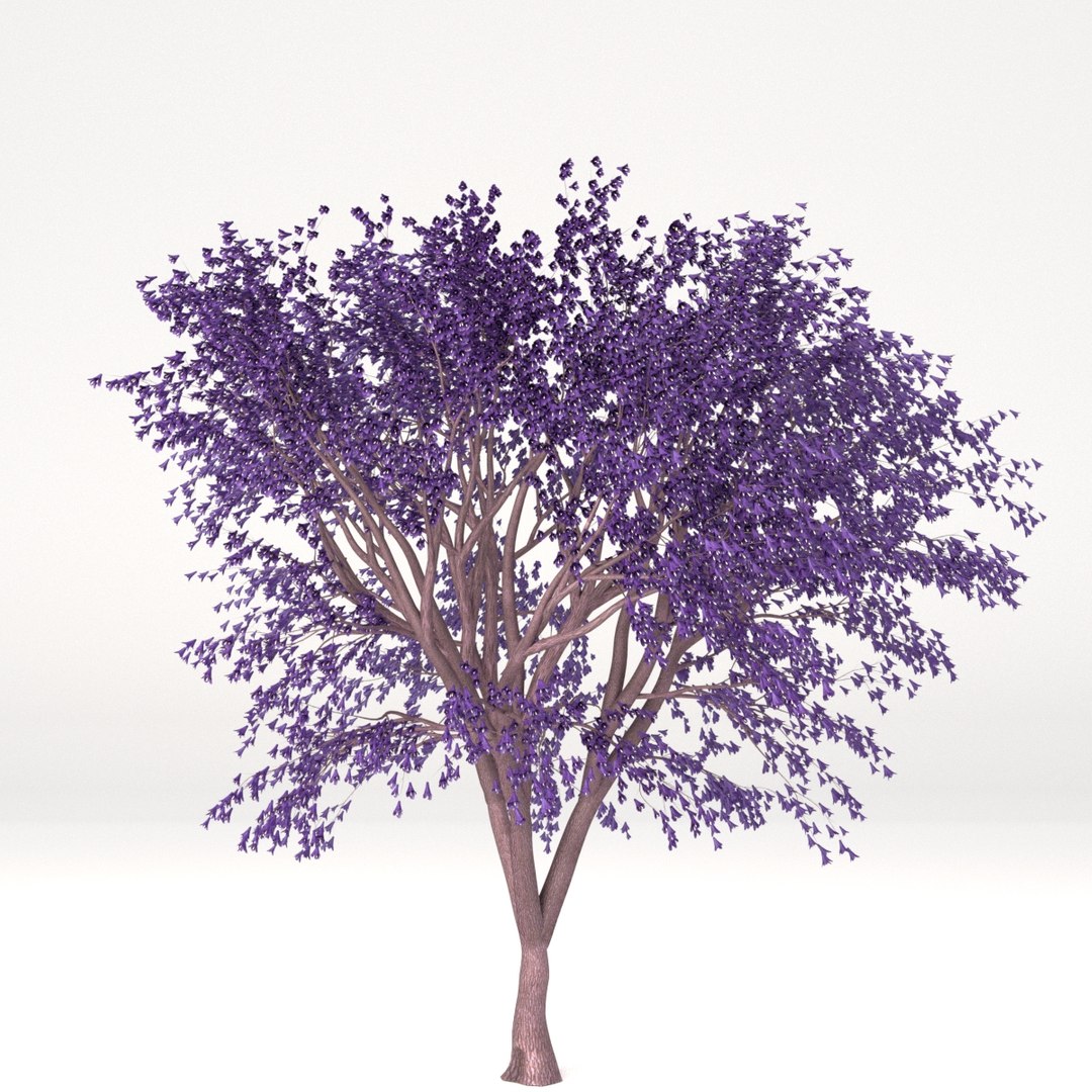 Young mature jacaranda tree 3D model - TurboSquid 1418130