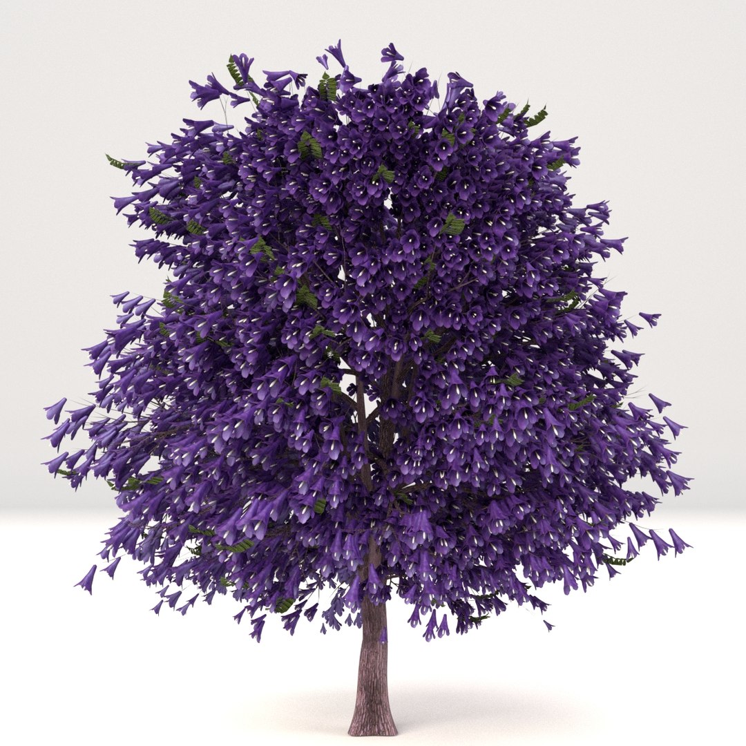 Young mature jacaranda tree 3D model - TurboSquid 1418130
