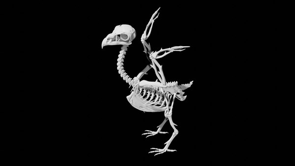 Rigged Bird Skeleton 3D model - TurboSquid 1826461