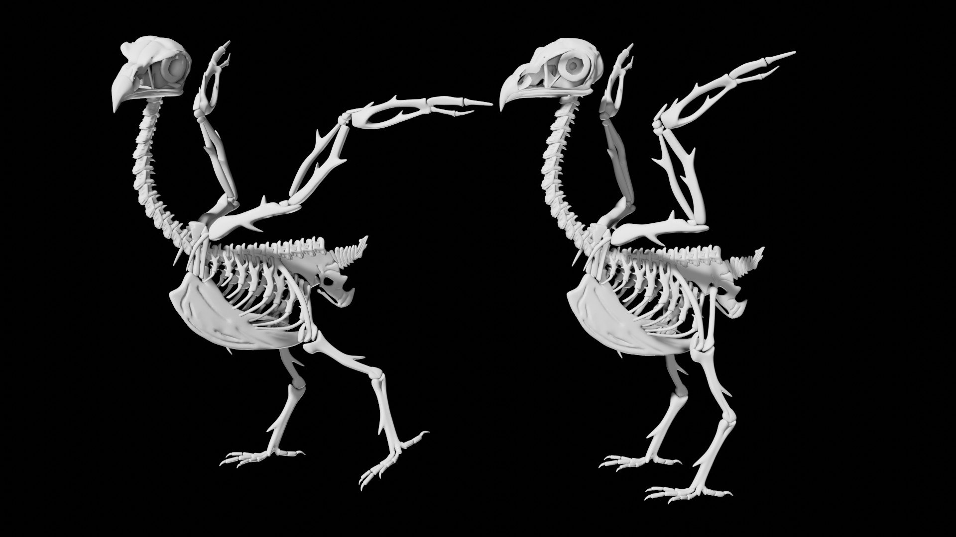 Rigged Bird Skeleton 3D Model - TurboSquid 1826461