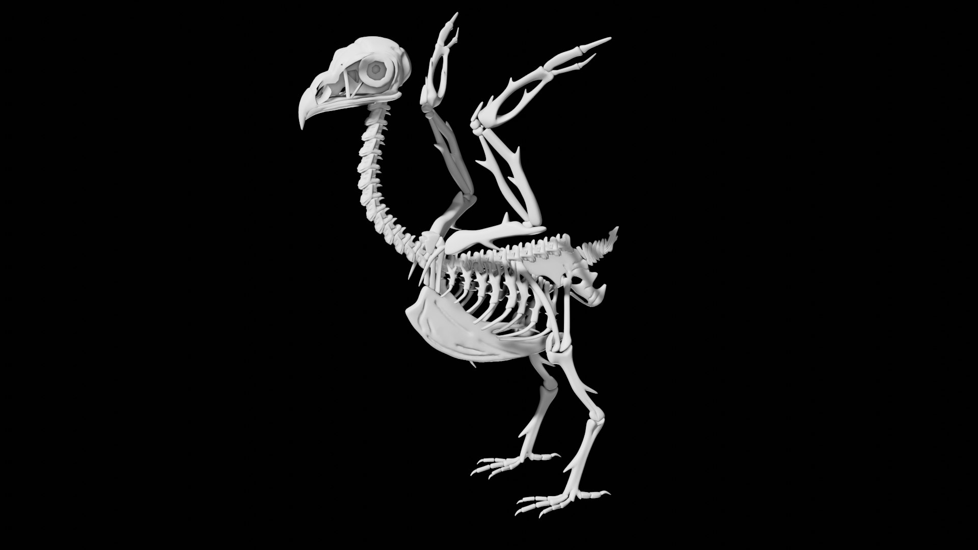 Rigged Bird Skeleton 3D Model - TurboSquid 1826461