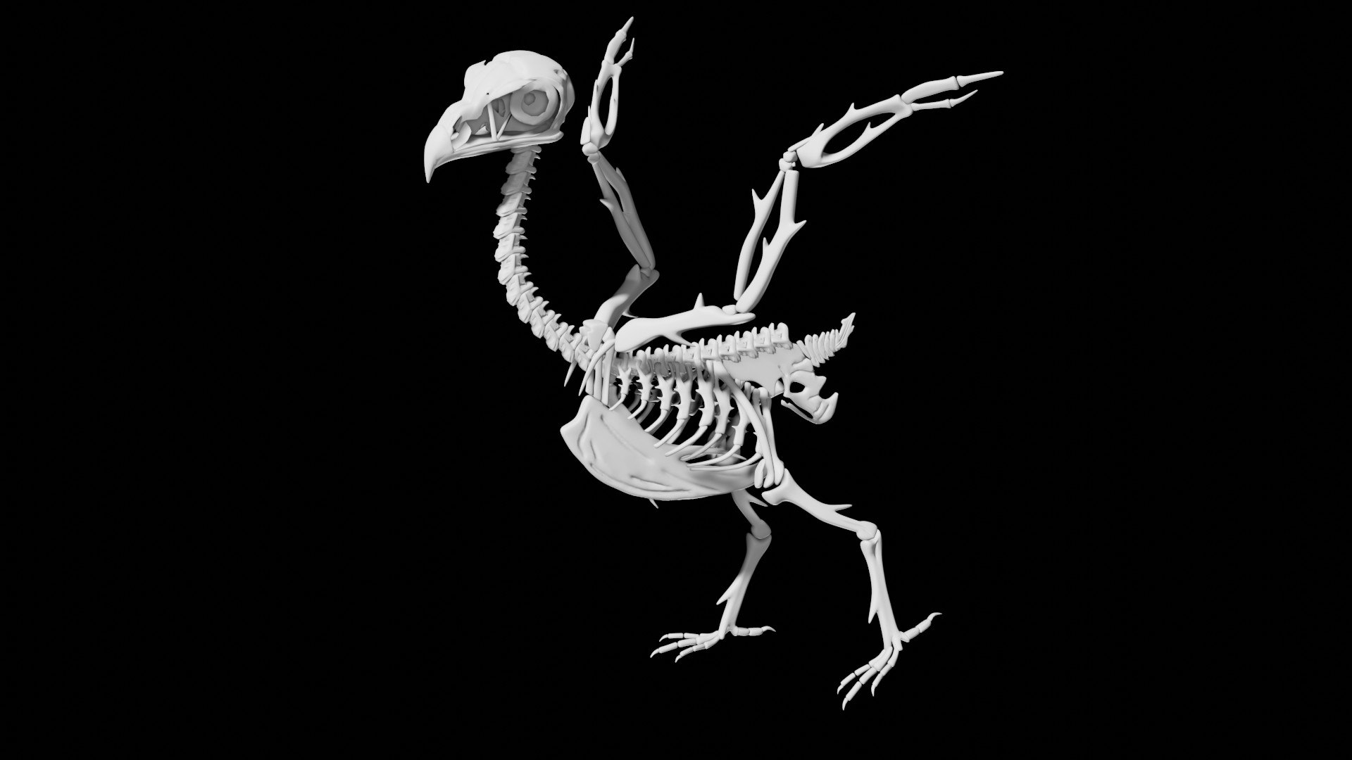 Rigged Bird Skeleton 3D Model - TurboSquid 1826461
