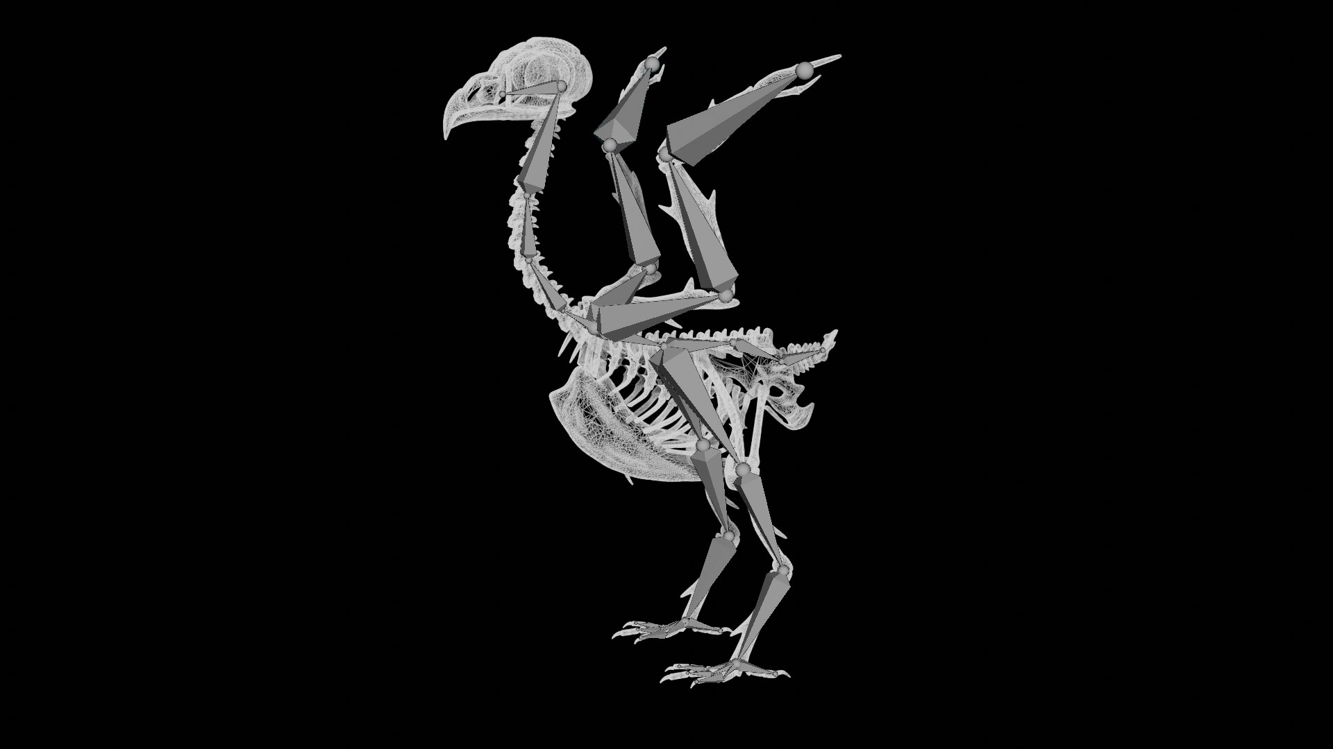 Rigged Bird Skeleton 3D Model - TurboSquid 1826461