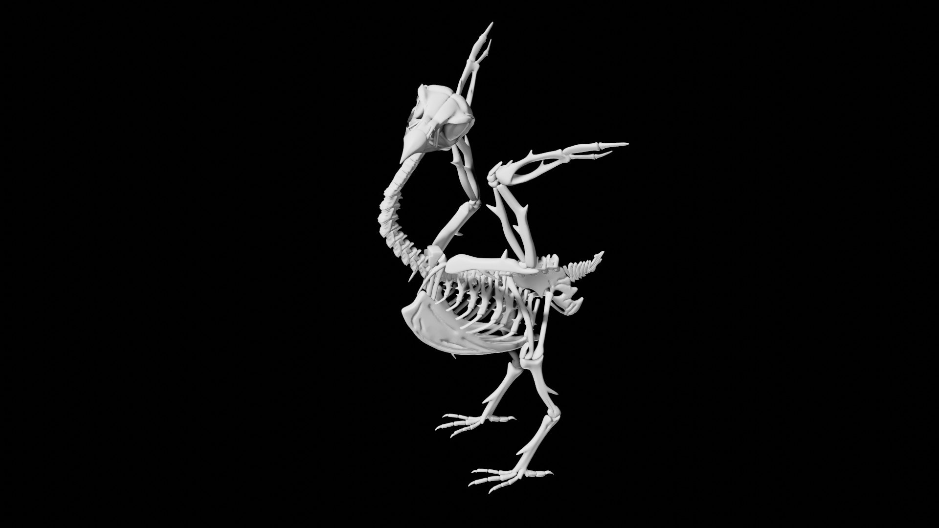 Rigged Bird Skeleton 3D Model - TurboSquid 1826461