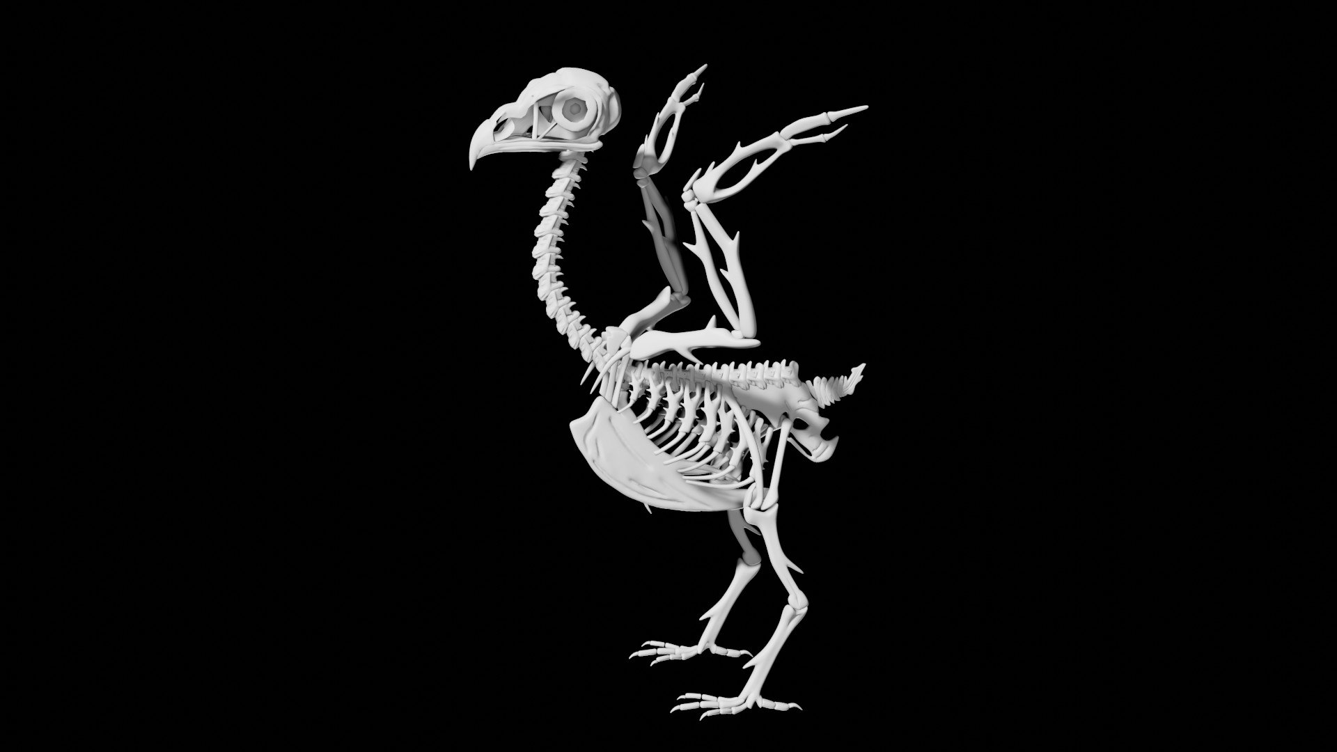 Rigged Bird Skeleton 3D Model - TurboSquid 1826461
