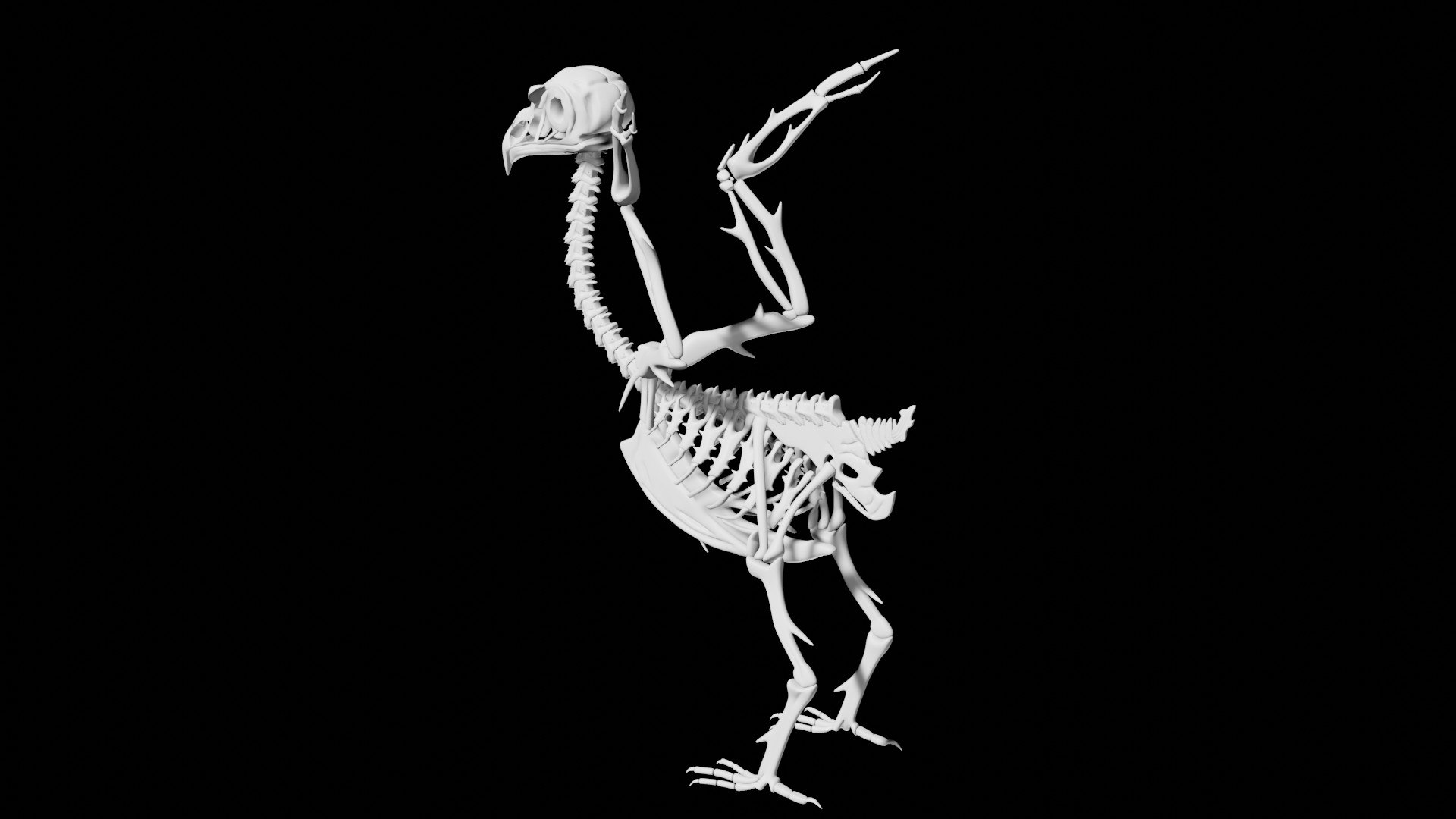 Rigged Bird Skeleton 3D Model - TurboSquid 1826461