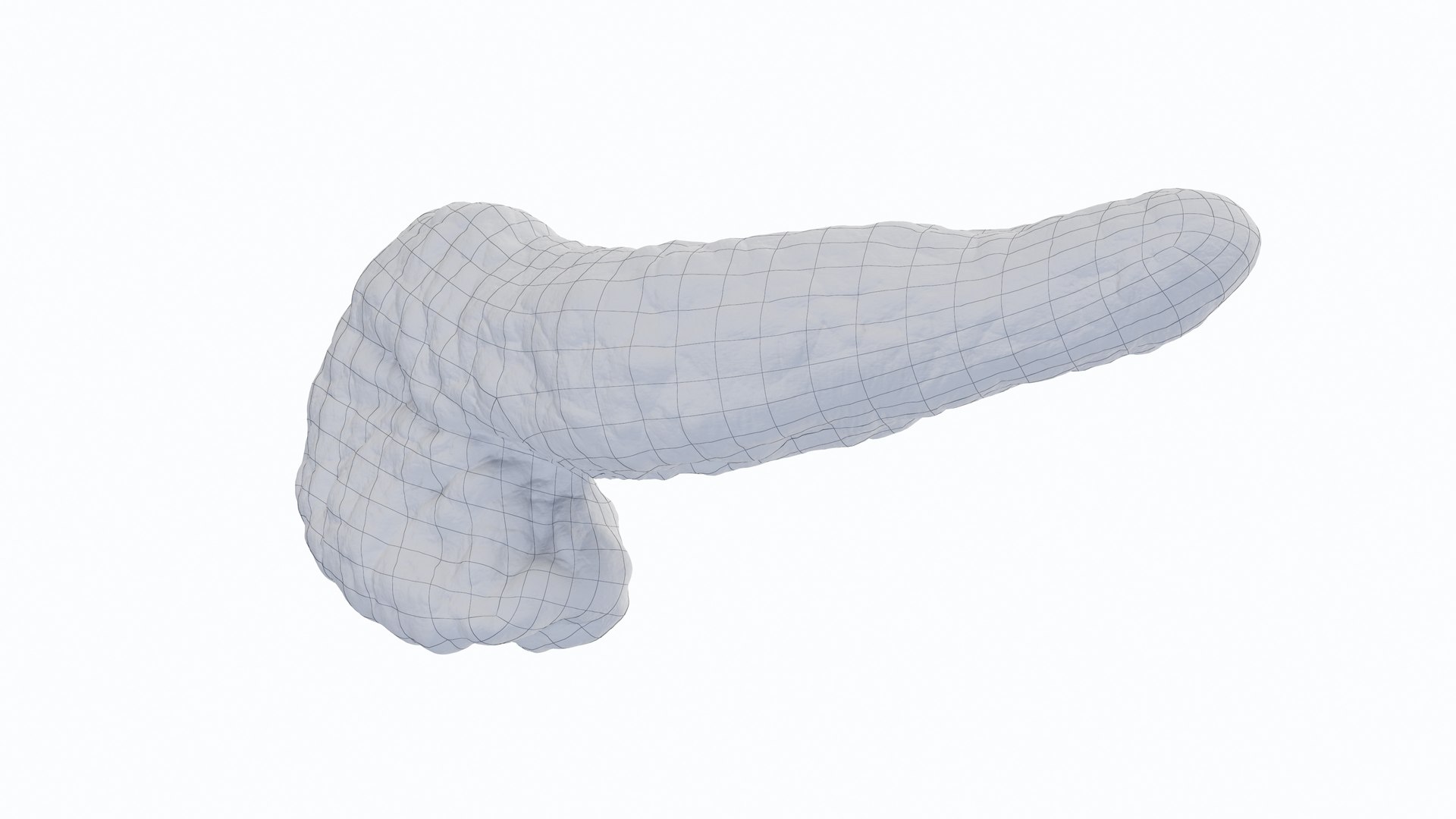 Human Pancreas 3D Model - TurboSquid 2187775