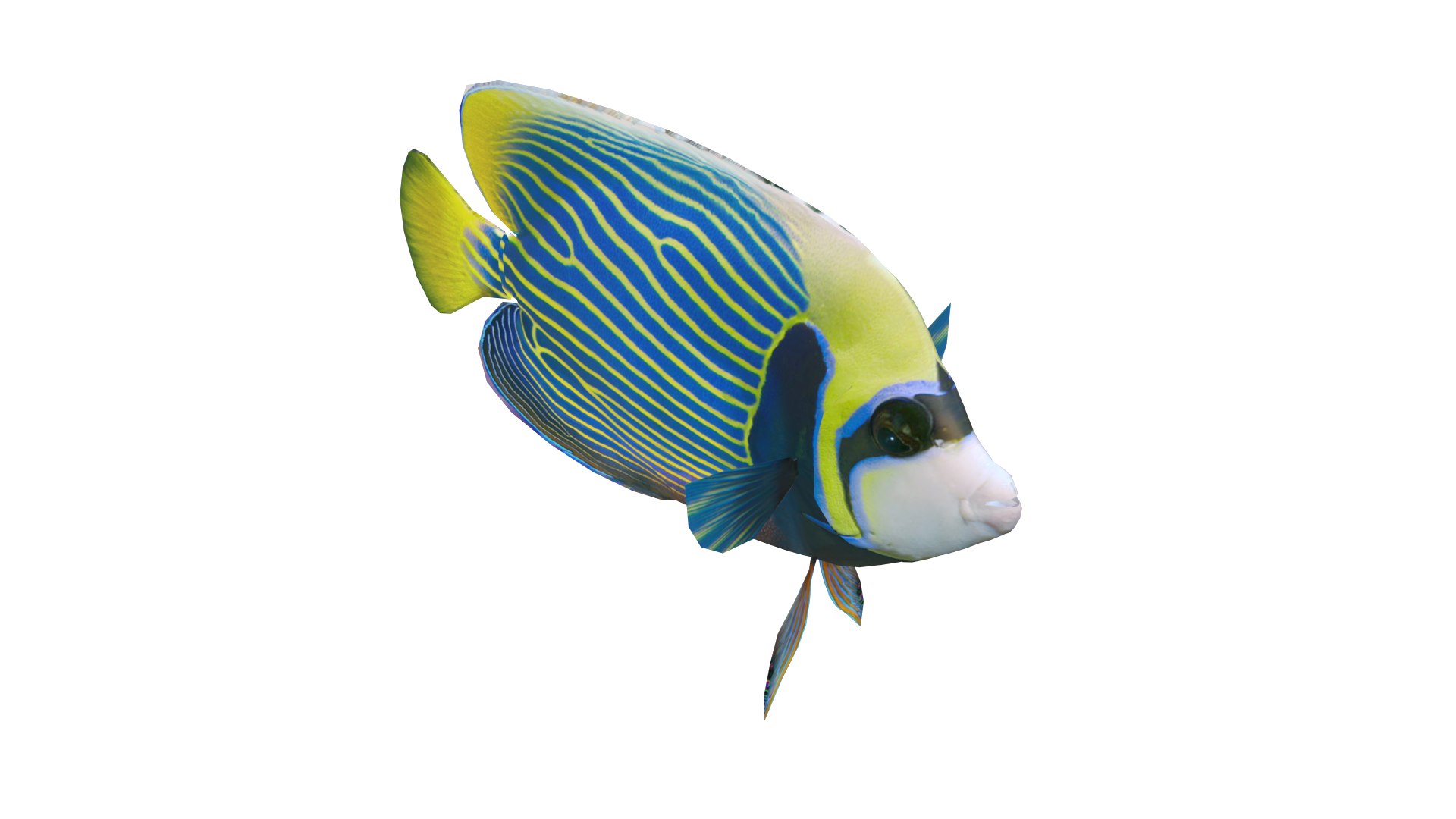 3D Model Emperor Angelfish Fish 3D Model - TurboSquid 2313585