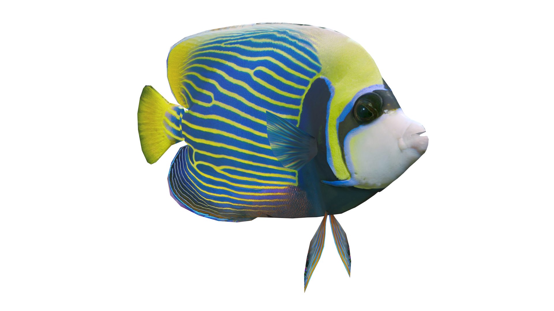 3D Model Emperor Angelfish Fish 3D Model - TurboSquid 2313585