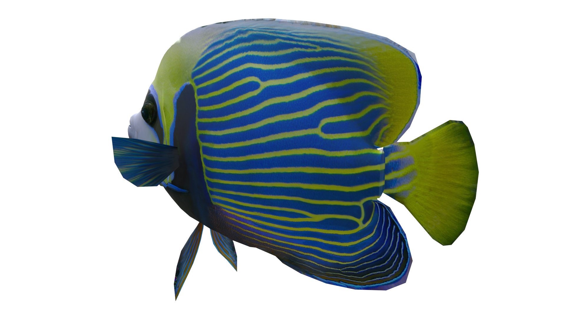3D Model Emperor Angelfish Fish 3D Model - TurboSquid 2313585