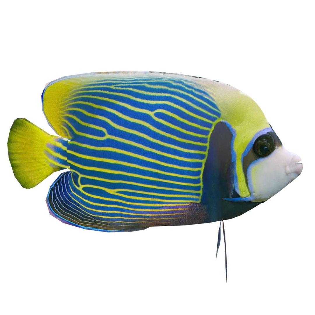 3D Model Emperor Angelfish Fish 3D Model - TurboSquid 2313585