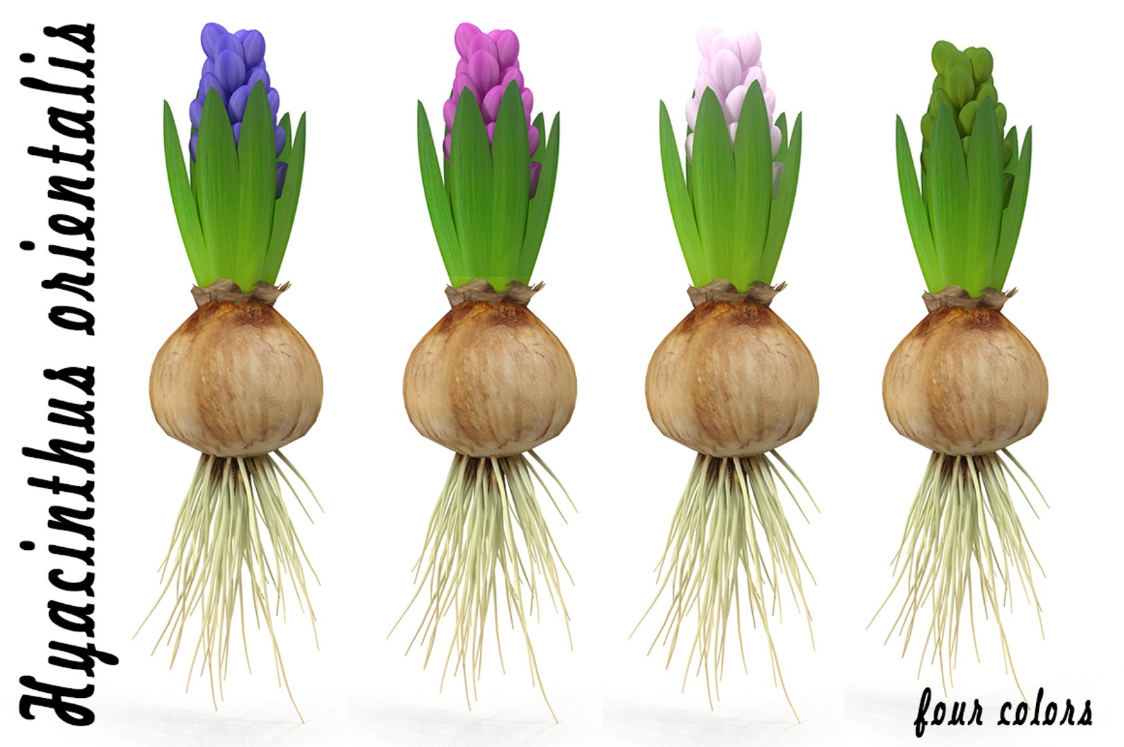 3d Model Of Hyacinthus Orientali Plant