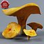 3d cantharellus cibarius