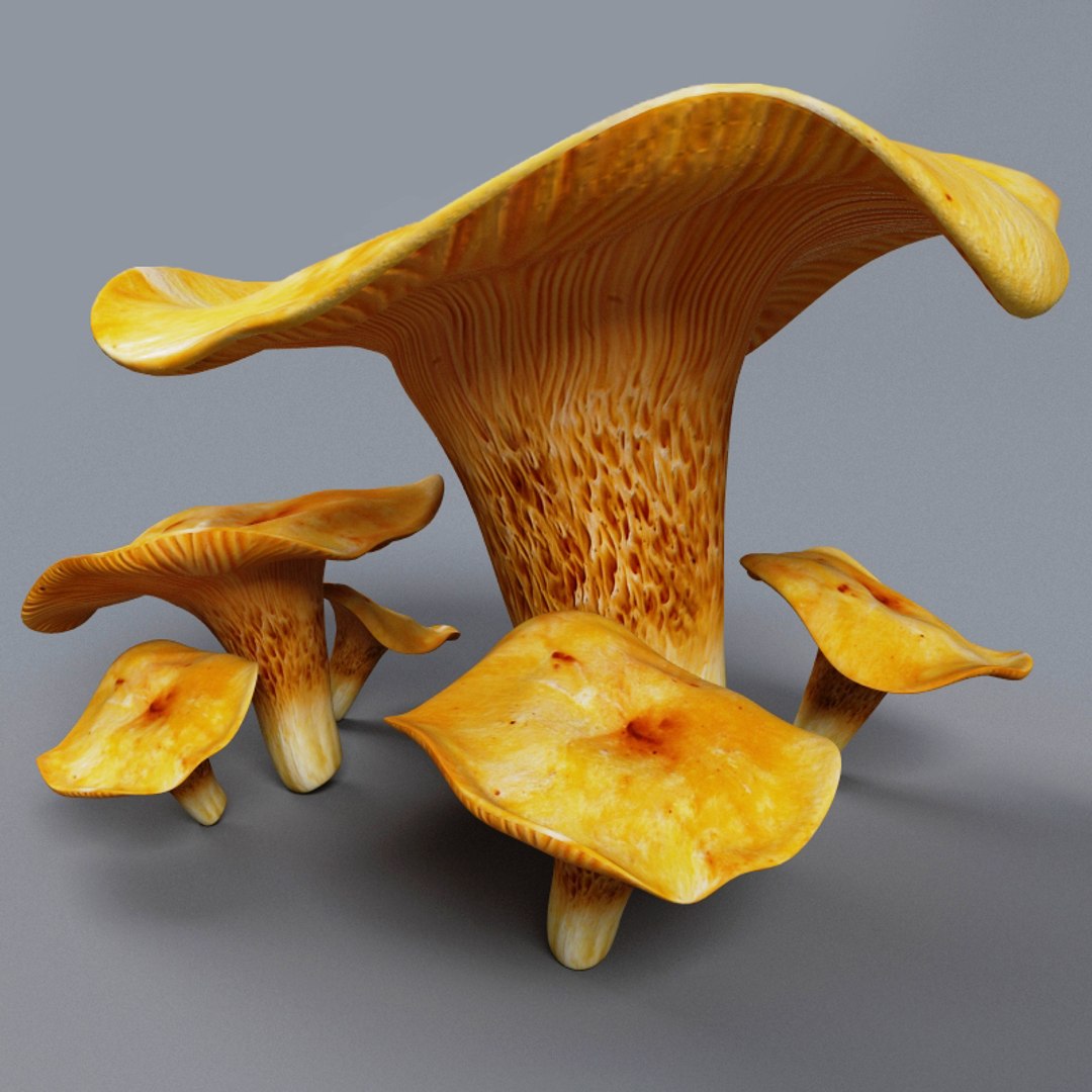 3d cantharellus cibarius