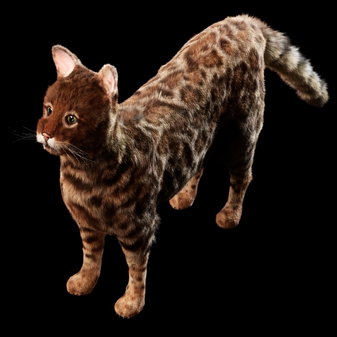 Bengal Cat 3D Model - TurboSquid 1150059