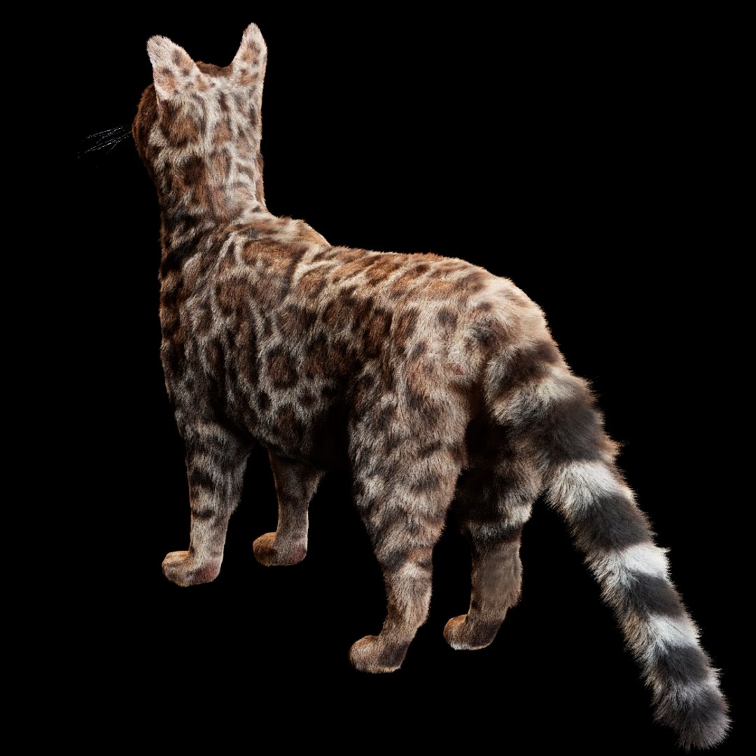 Bengal Cat 3D Model - TurboSquid 1150059