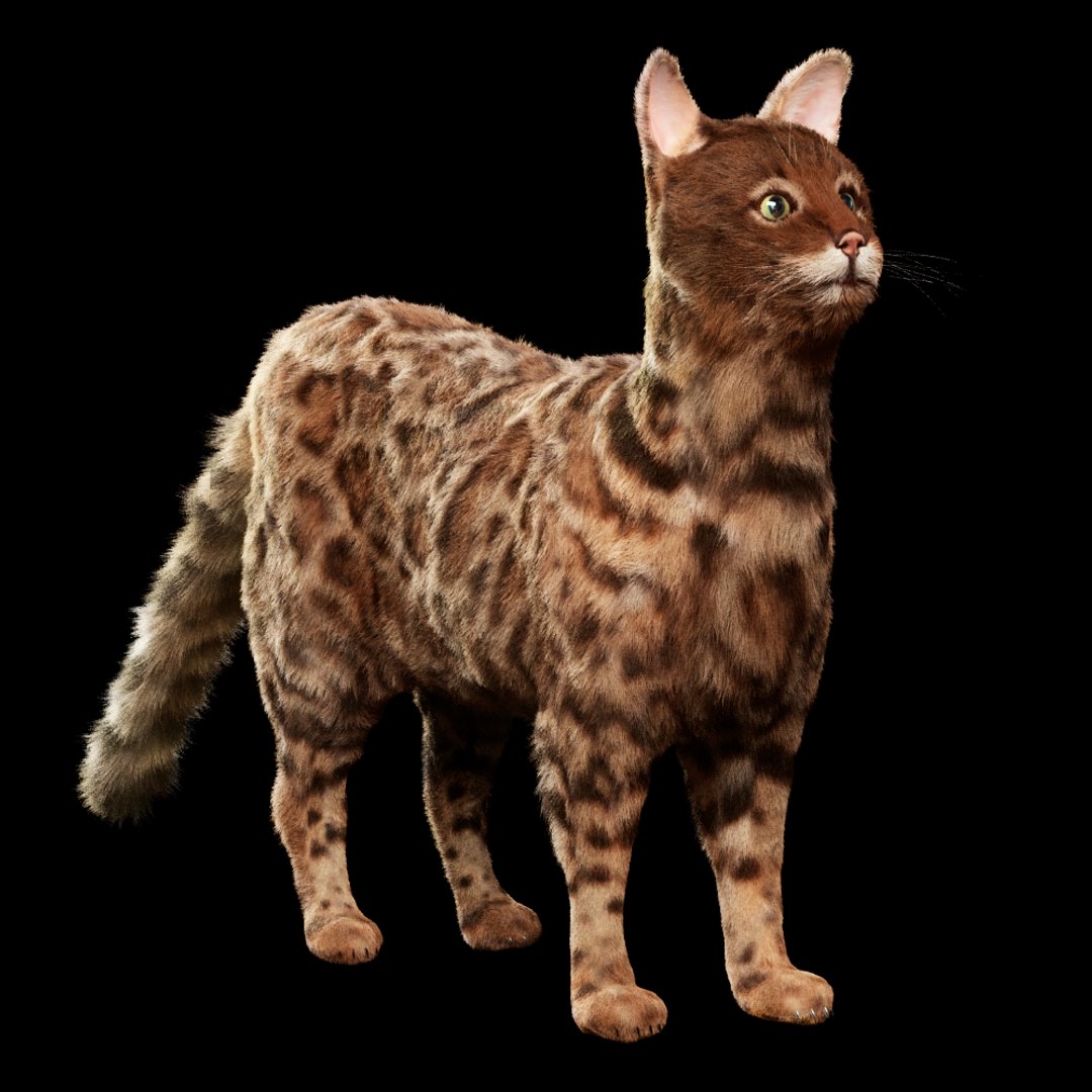 Bengal Cat 3D Model - TurboSquid 1150059
