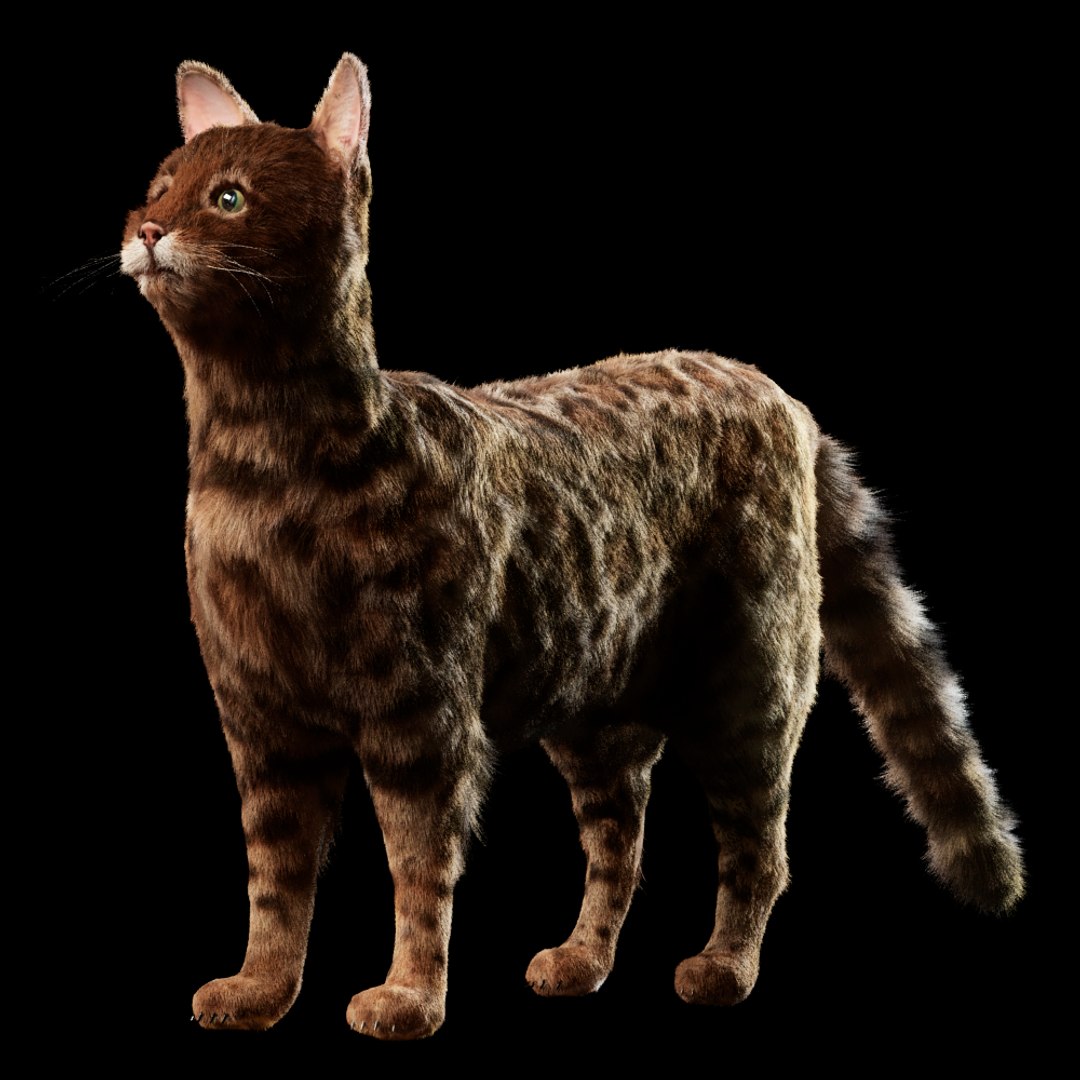 Bengal Cat 3D Model - TurboSquid 1150059