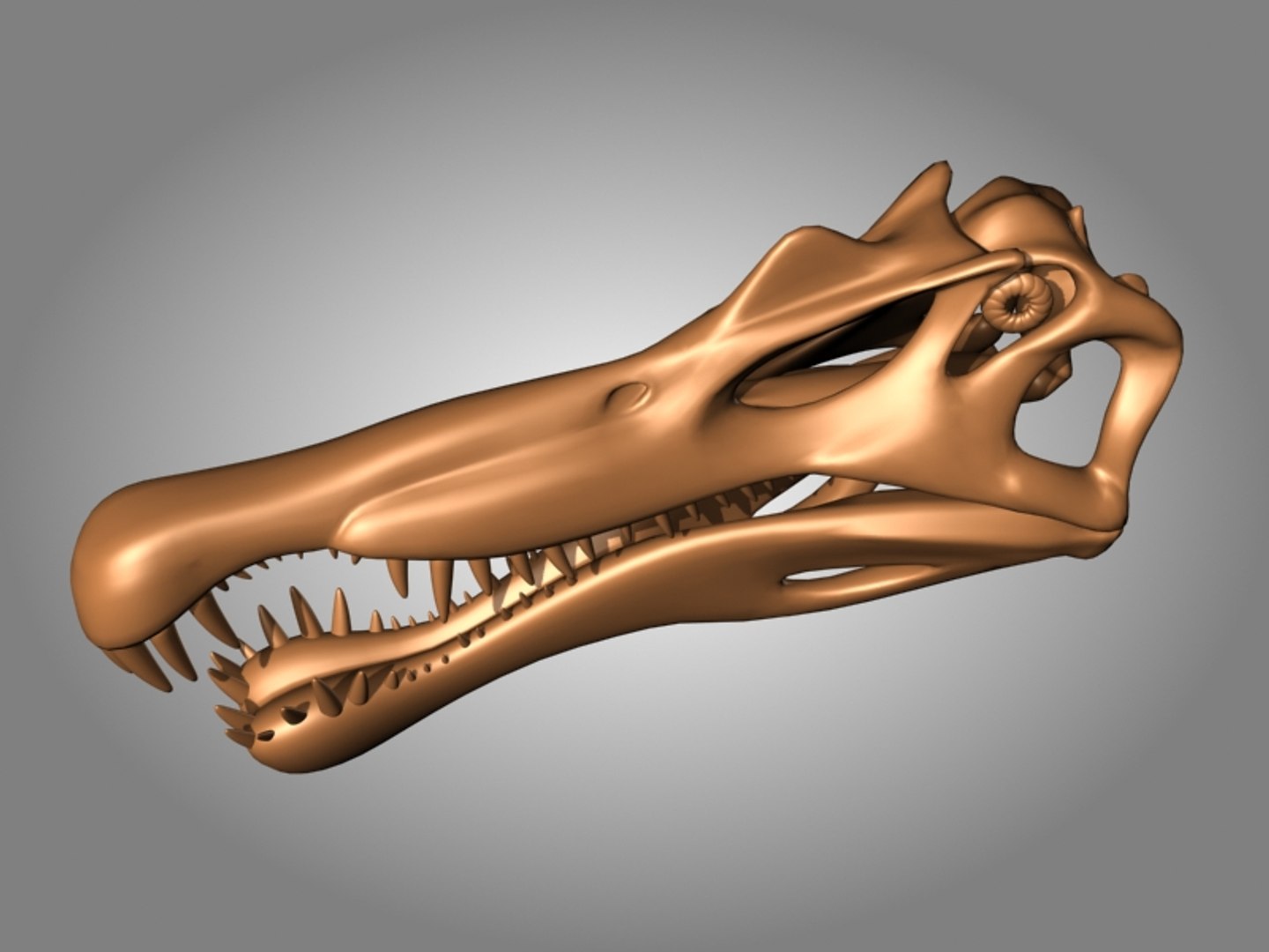 3D Spinosaurus Skull - TurboSquid 1229521