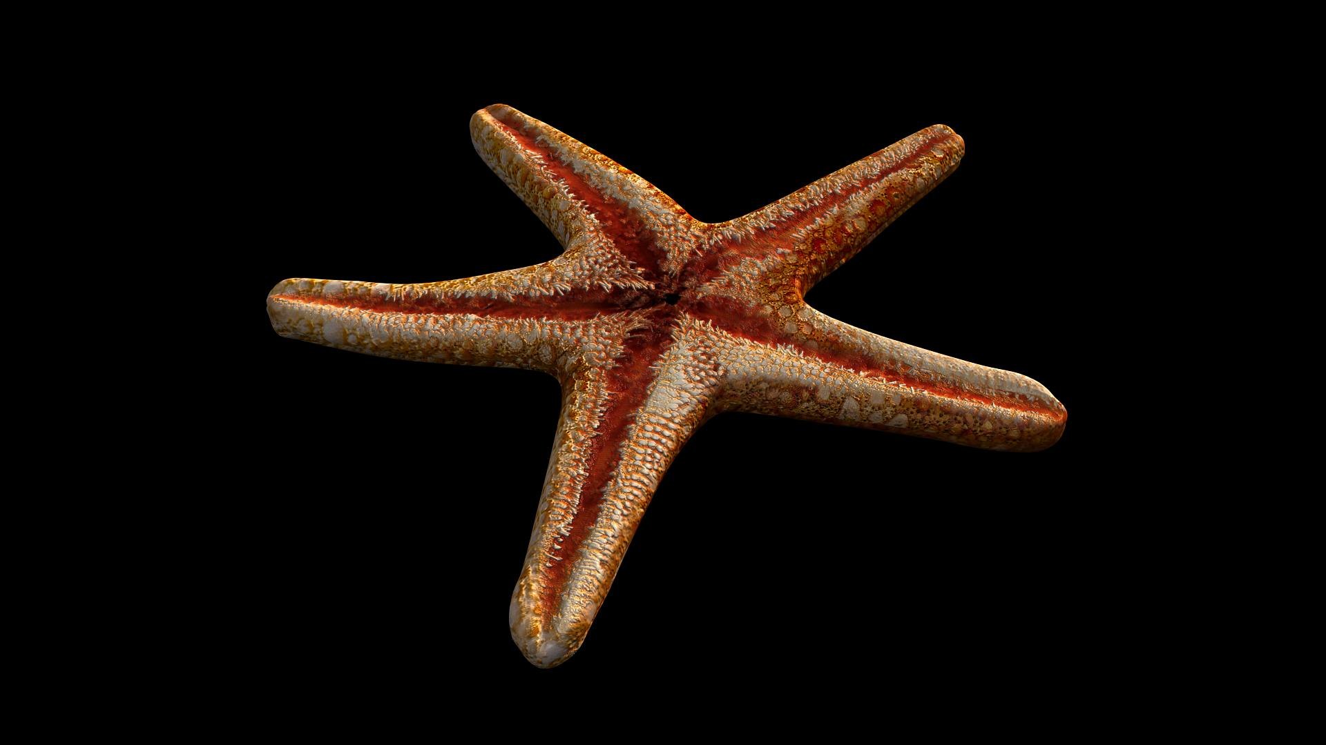 Starfish 3D - TurboSquid 2077824