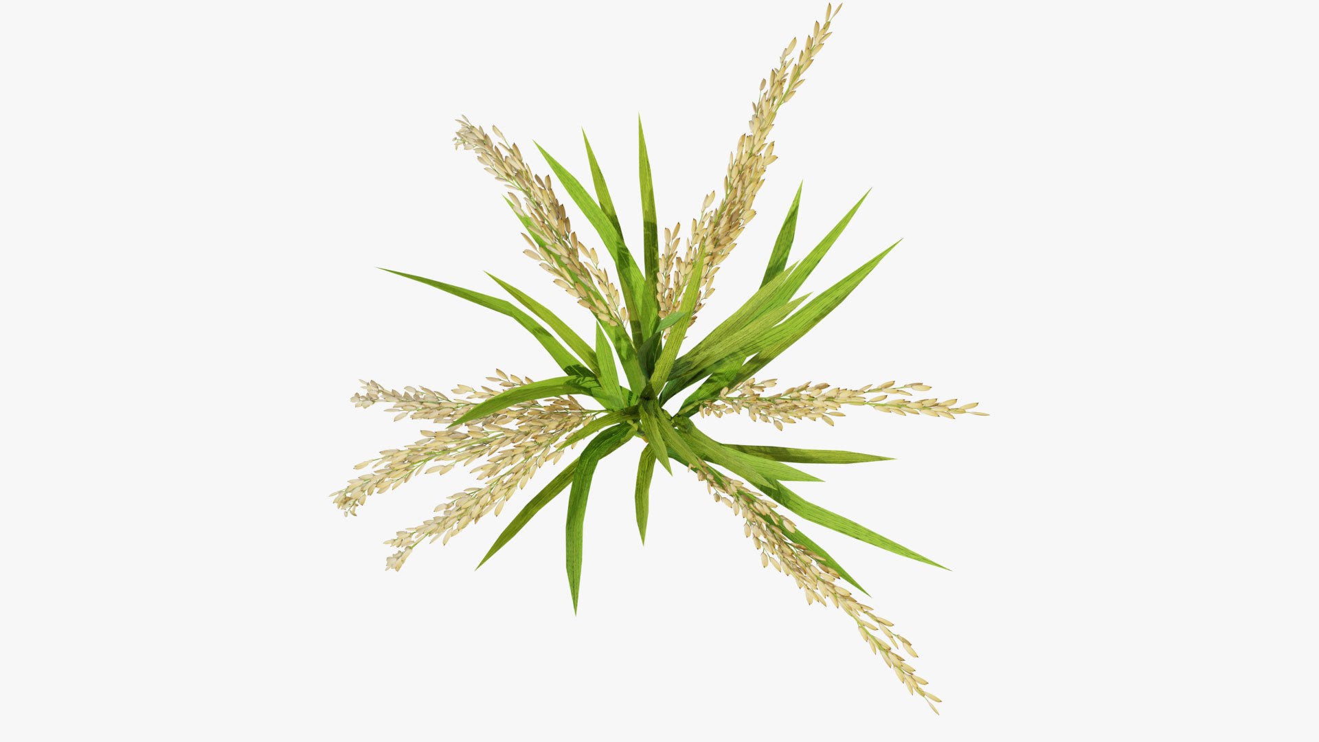 Rice Plant 3D Model - TurboSquid 2282489