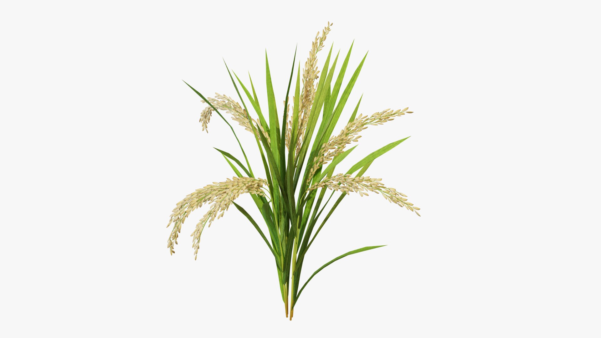 Rice Plant 3D Model - TurboSquid 2282489
