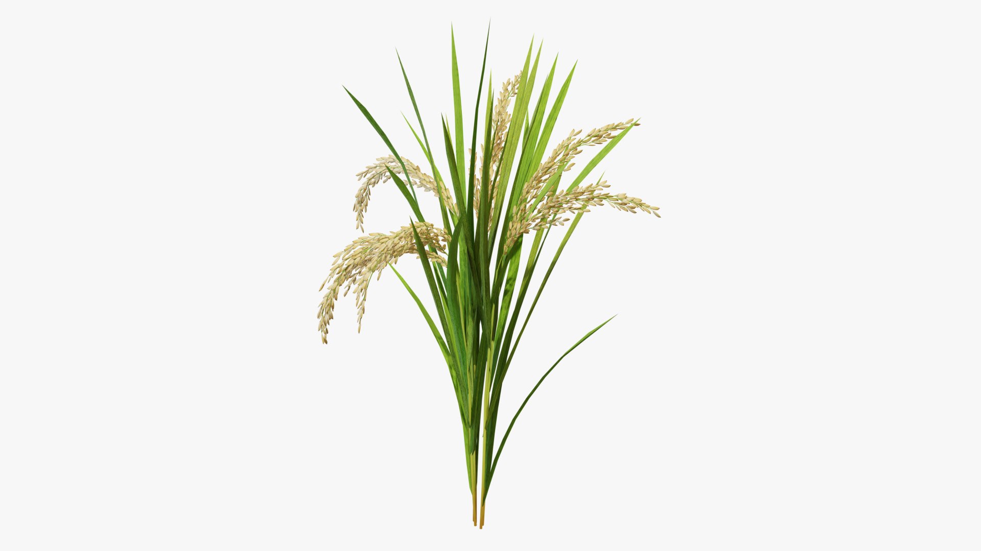 Rice Plant 3D Model - TurboSquid 2282489