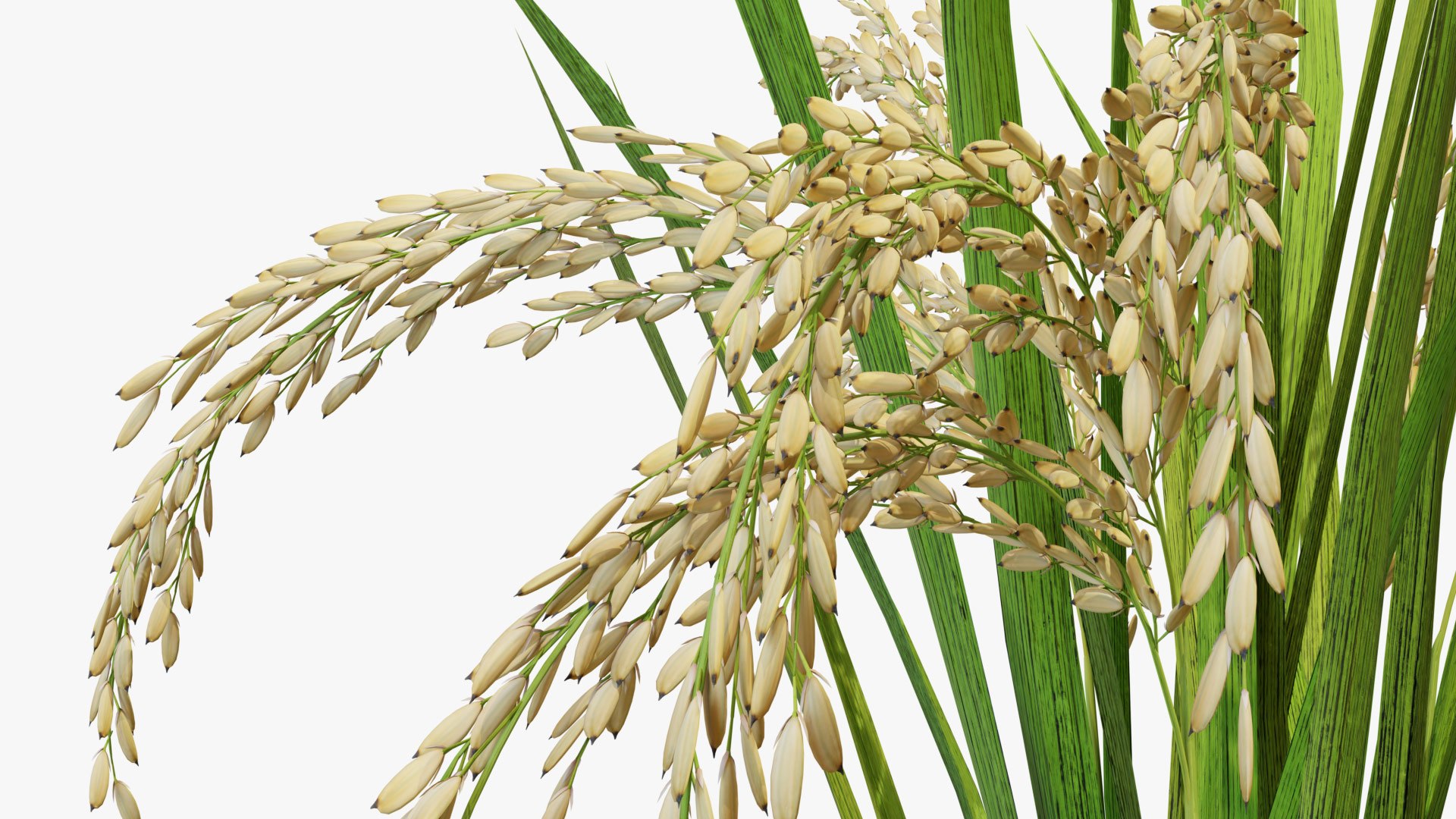 Rice Plant 3D Model - TurboSquid 2282489