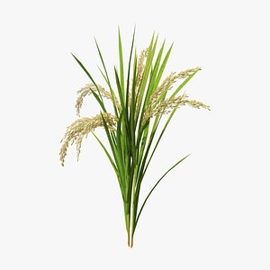 3D Rice Models - Browse & Download Formats - TurboSquid