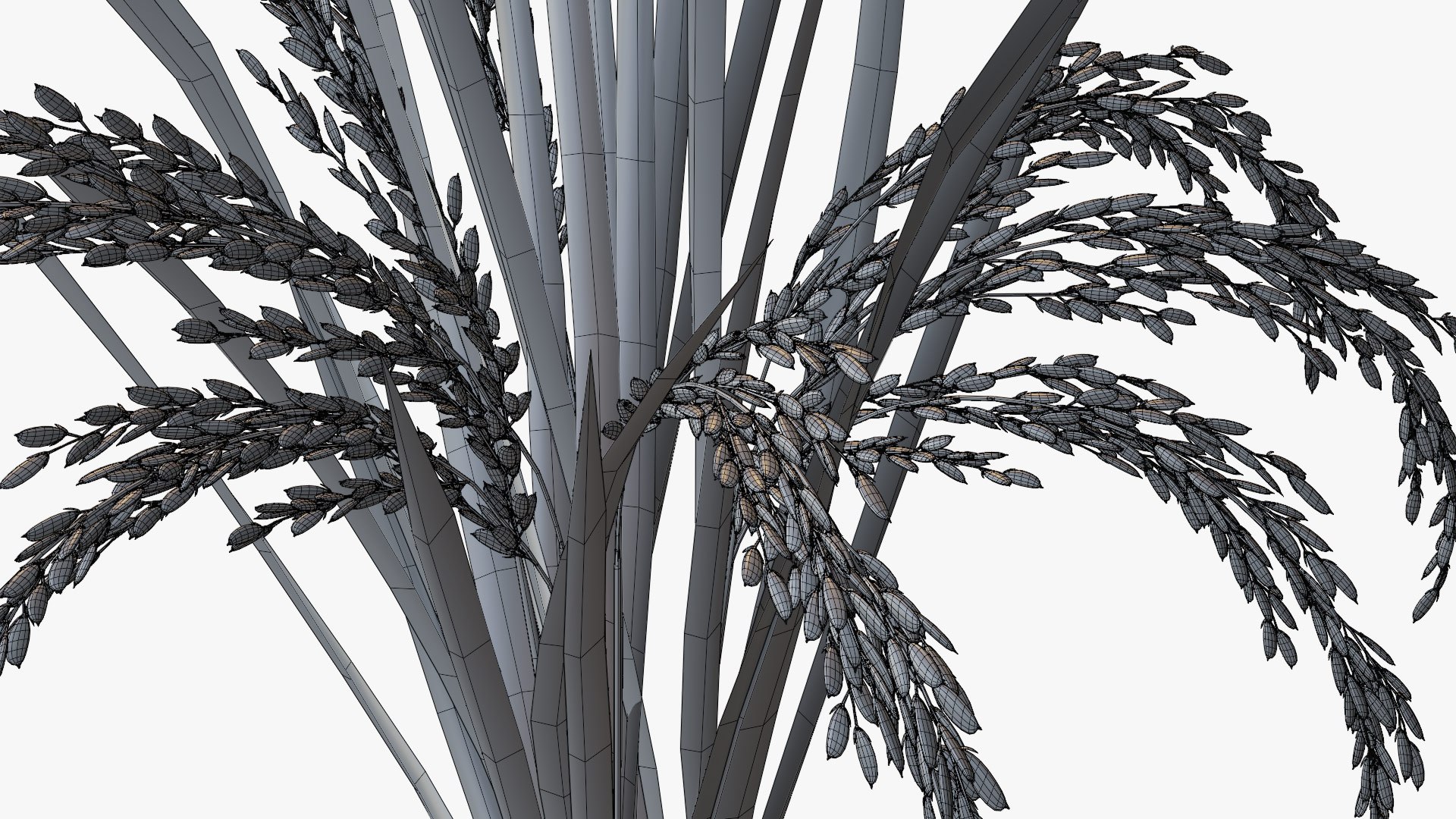 Rice Plant 3D Model - TurboSquid 2282489