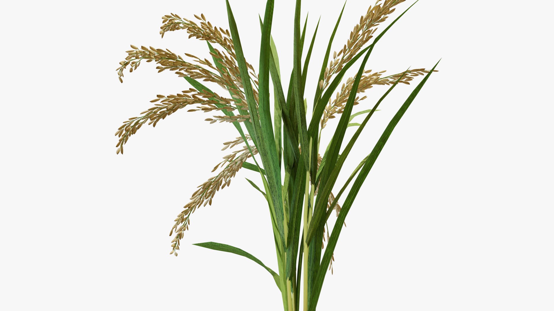 Rice Plant 3D Model - TurboSquid 2282489