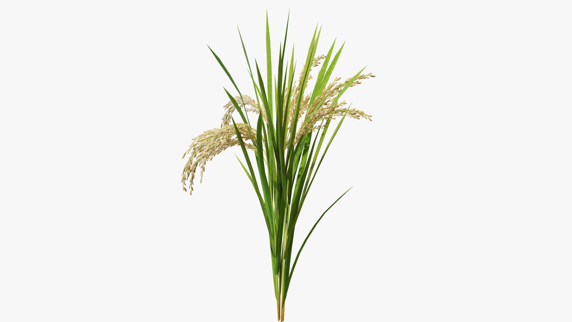 Rice Plant 3D Model - TurboSquid 2282489