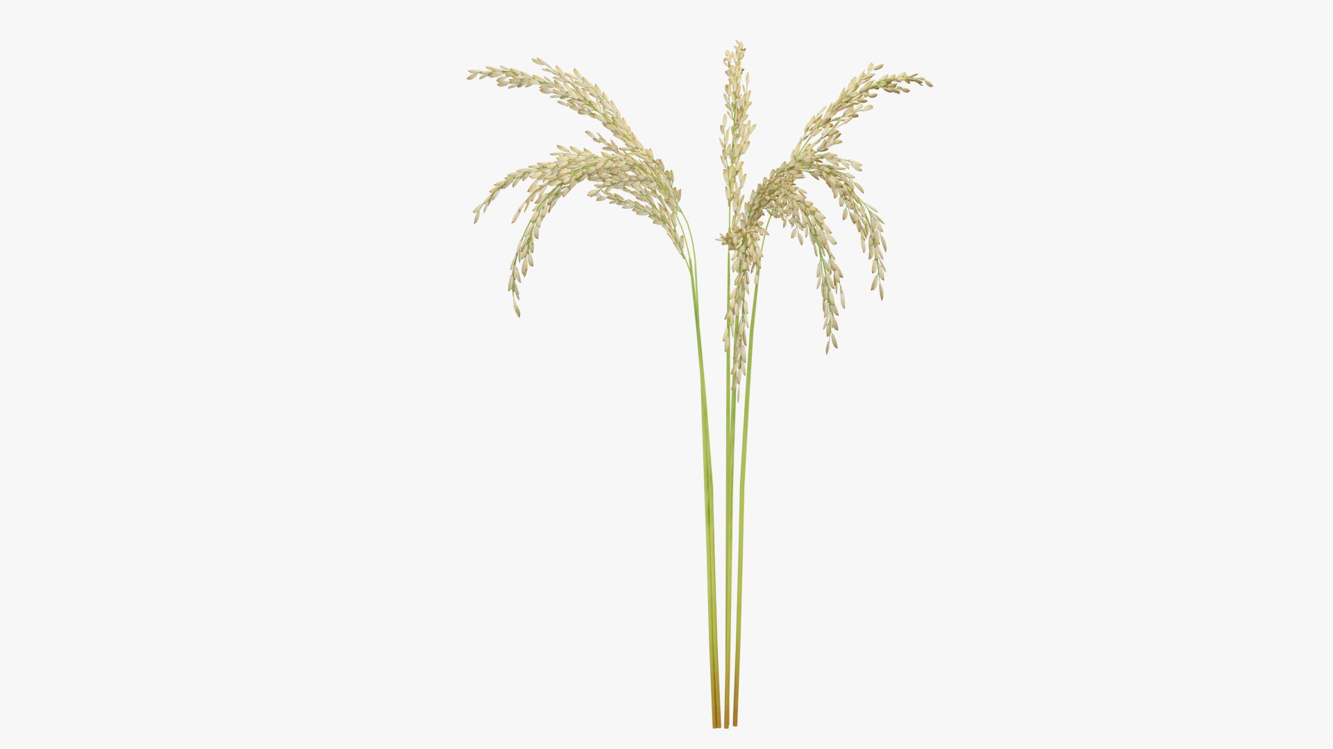Rice Plant 3D Model - TurboSquid 2282489