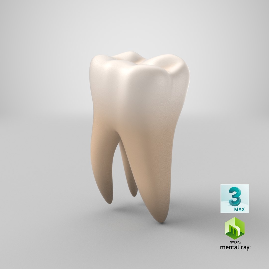 3D Tooth 2 Model - TurboSquid 1447465