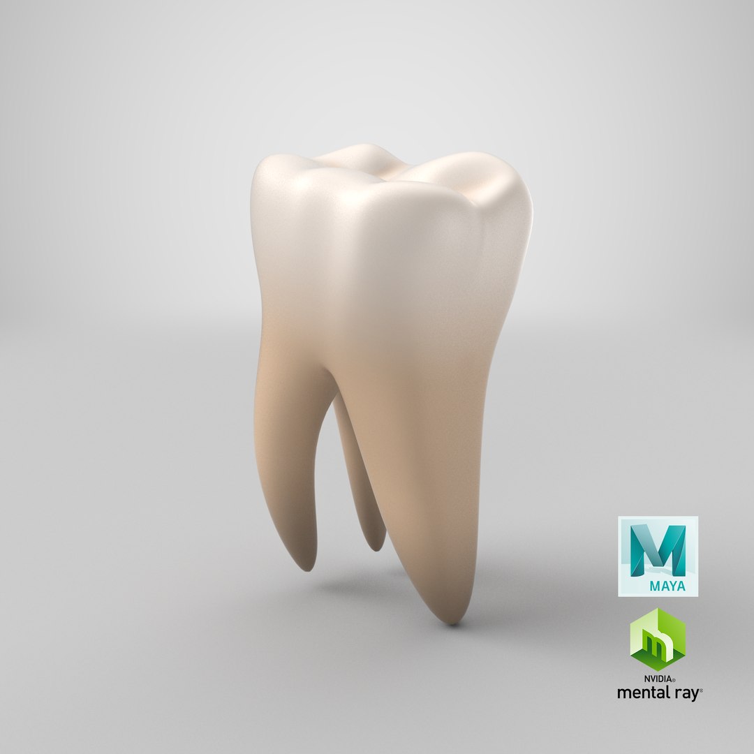 3D Tooth 2 Model - TurboSquid 1447465
