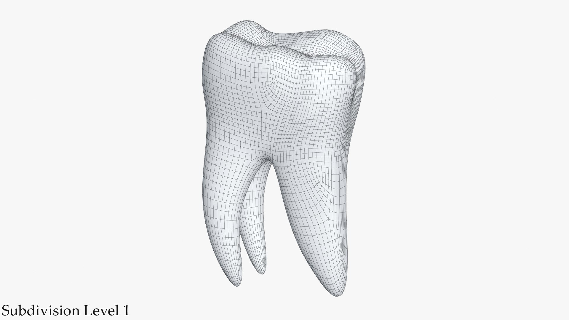 3D Tooth 2 Model - TurboSquid 1447465