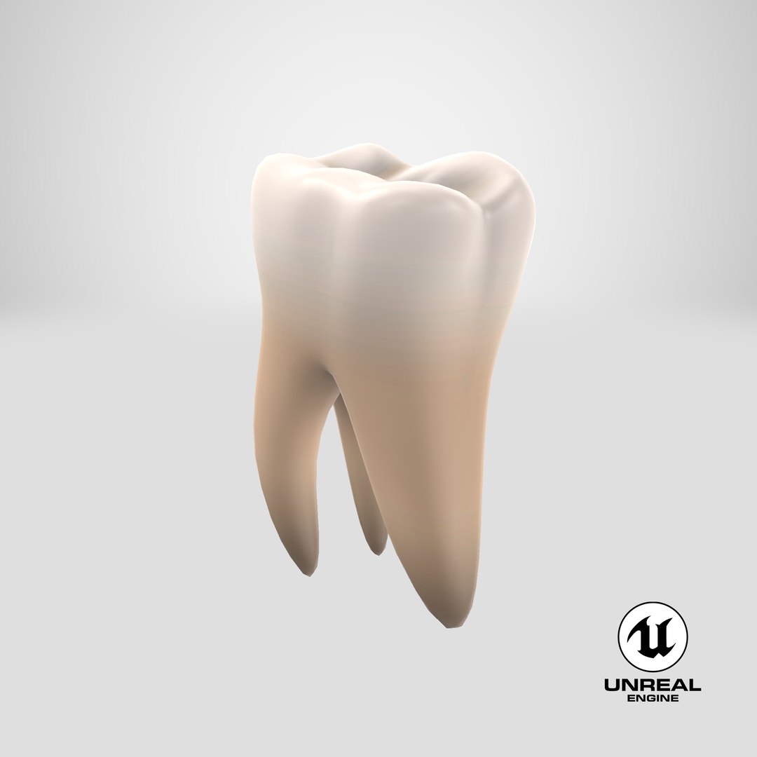 3D Tooth 2 Model - TurboSquid 1447465