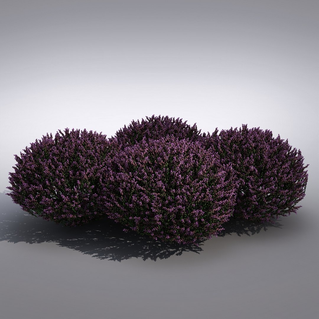 3d realistic lavender flower model
