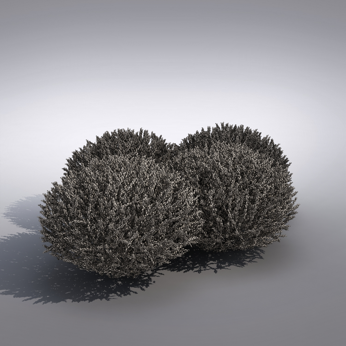 3d realistic lavender flower model