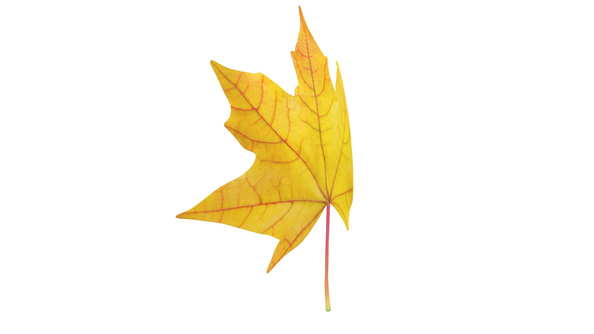 3D Model Maple Leaf V2 - TurboSquid 2039368