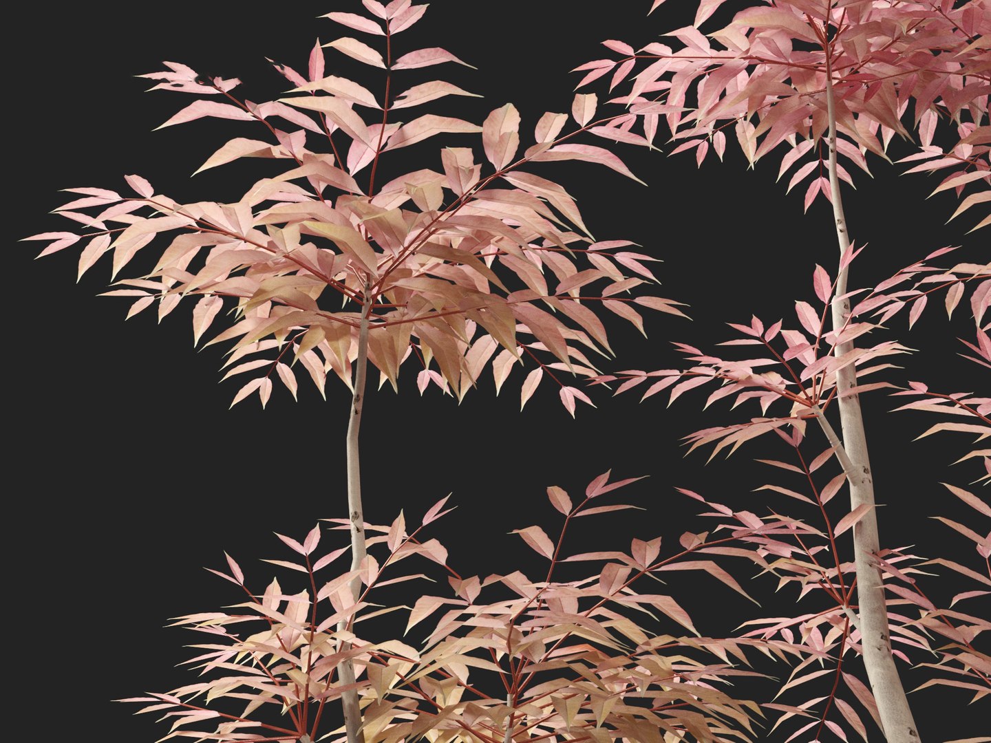 Toona Sinensis Flamingo - Chinese Cedar Flamingo 3D Model - TurboSquid ...