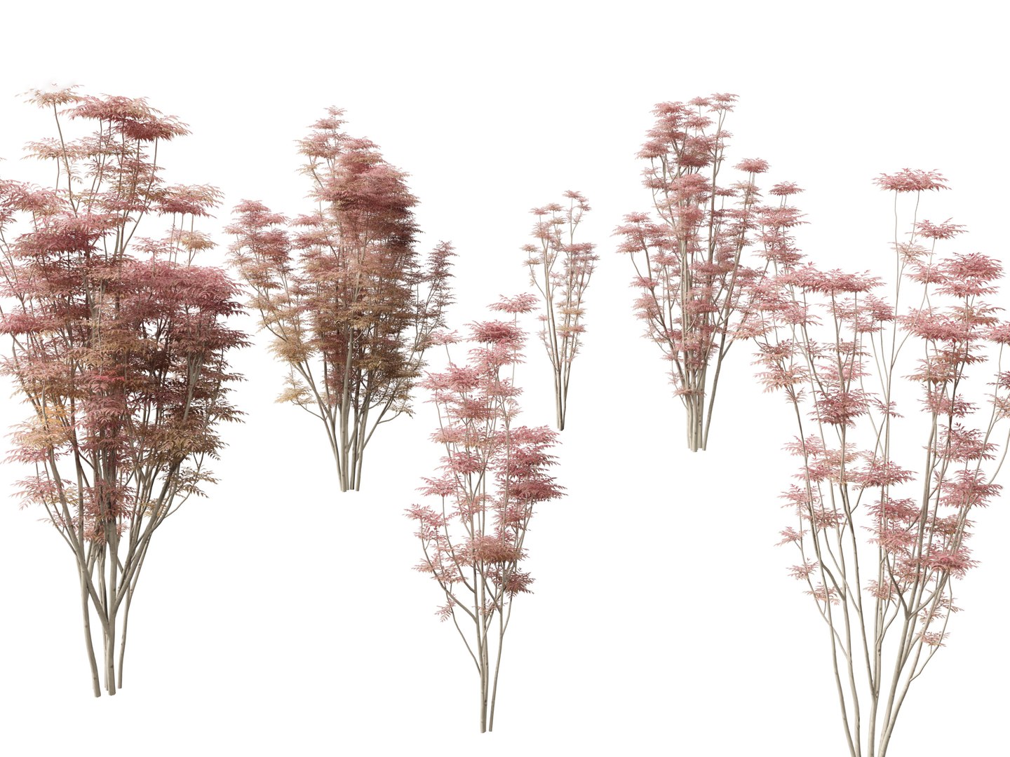 Toona Sinensis Flamingo - Chinese Cedar Flamingo 3D Model - TurboSquid ...