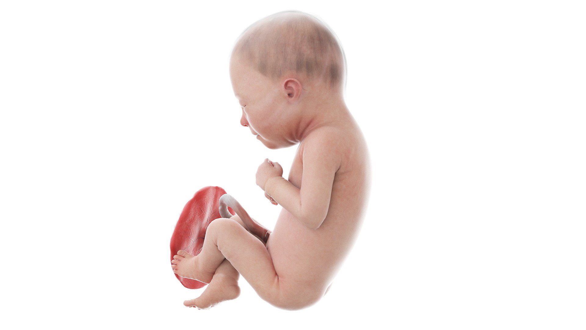 3D Fetus Anatomy Week 30 Static Model - TurboSquid 1834594