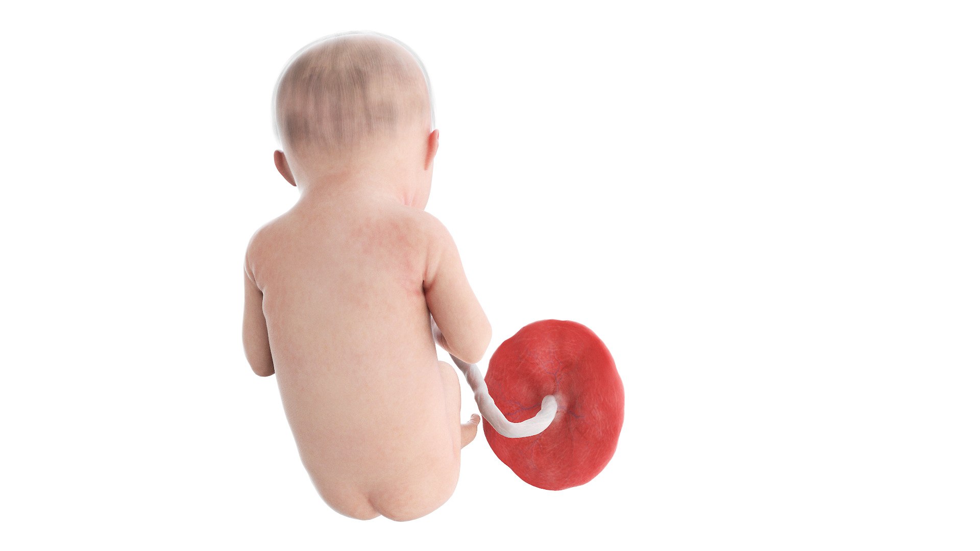 3D Fetus Anatomy Week 30 Static Model - TurboSquid 1834594