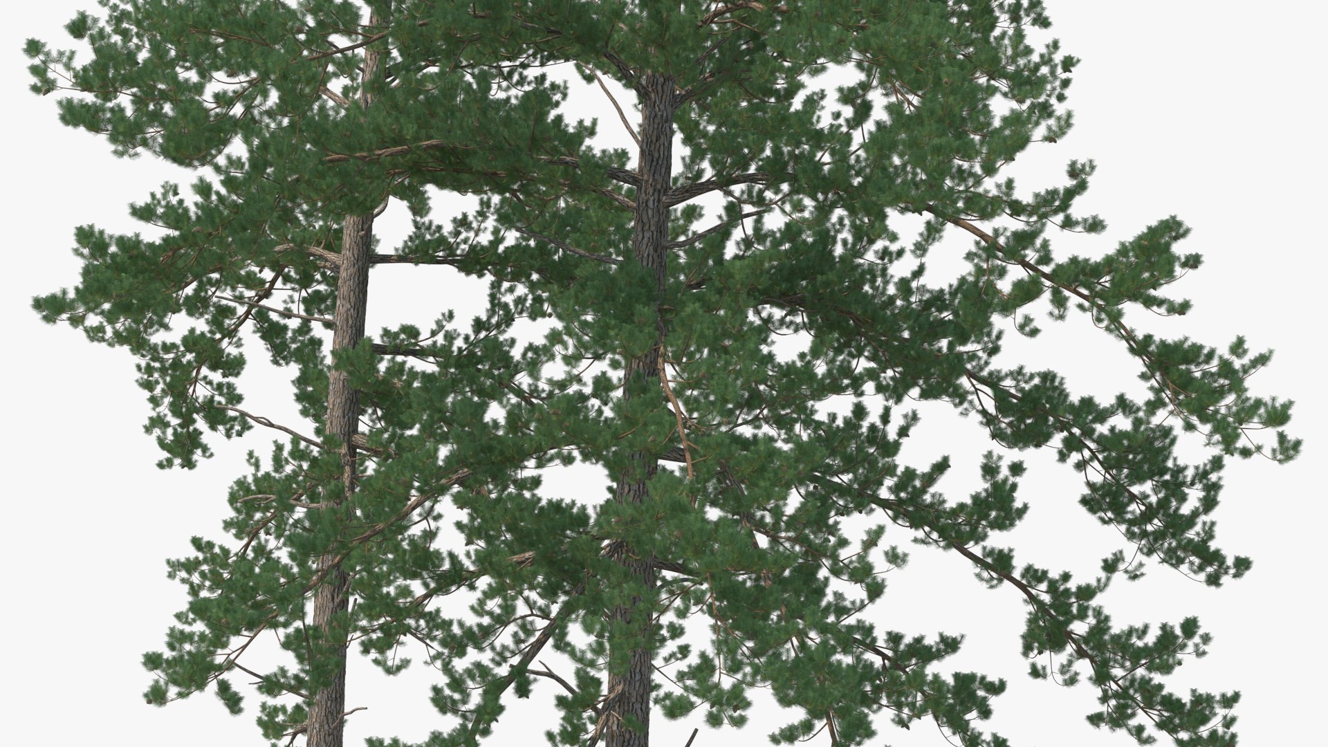 3D Large Tree House with Pines - TurboSquid 2099501