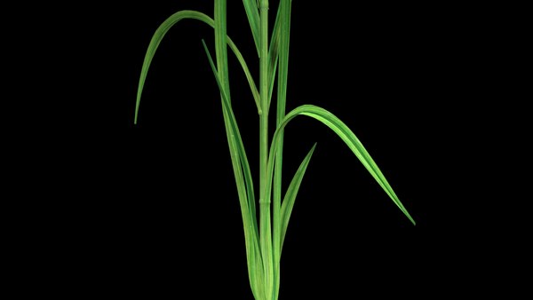 3D oryza sativa asian - TurboSquid 1695821