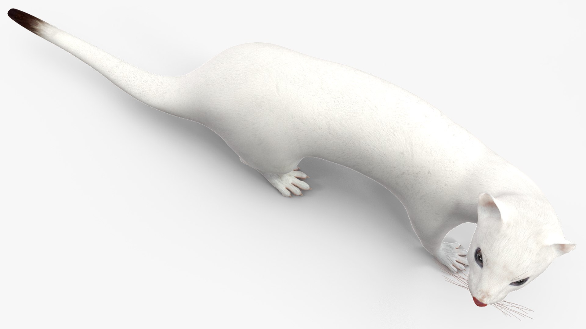 White Ermine Lifelike Pose 3D - TurboSquid 2211476
