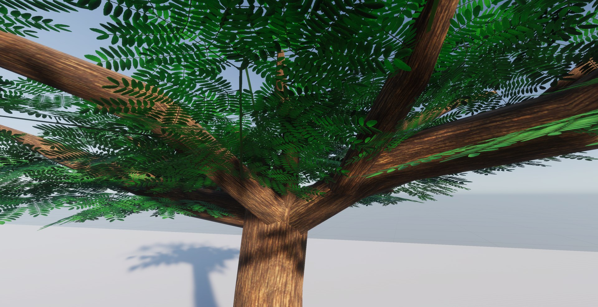 3D African Acacia Model - TurboSquid 1807004